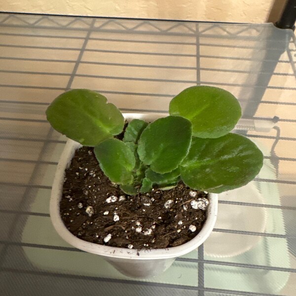 Chester Fern Starter Plant ALL STARTER PLANTS Require You to Purchase 2 ...