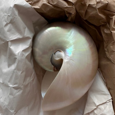 Nautilus Shell Rare Deep Sea Shell Specimen - Etsy