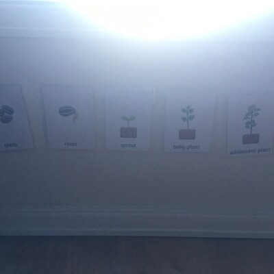 PARTS of a TREE Montessori Cards Flash Cards Three Part Cards ...