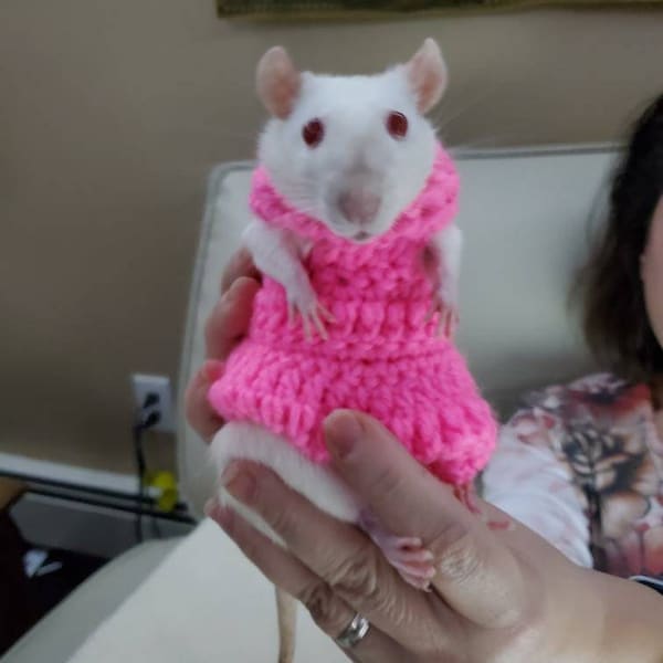 Rat Sweater - Cozy Sweater - Pet Sweater - Red Heart - Yarn - New ...