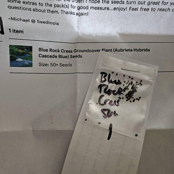 Southern Red Oak Tree (quercus Falcata) Seeds - NEW FOR FALL 2024 - Etsy