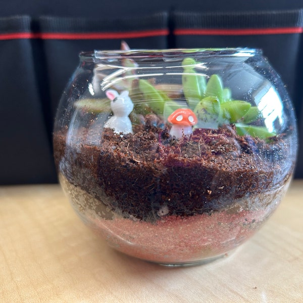 Complete Terrarium Building Kit - Succulent Plant Kit for Beginners - Etsy