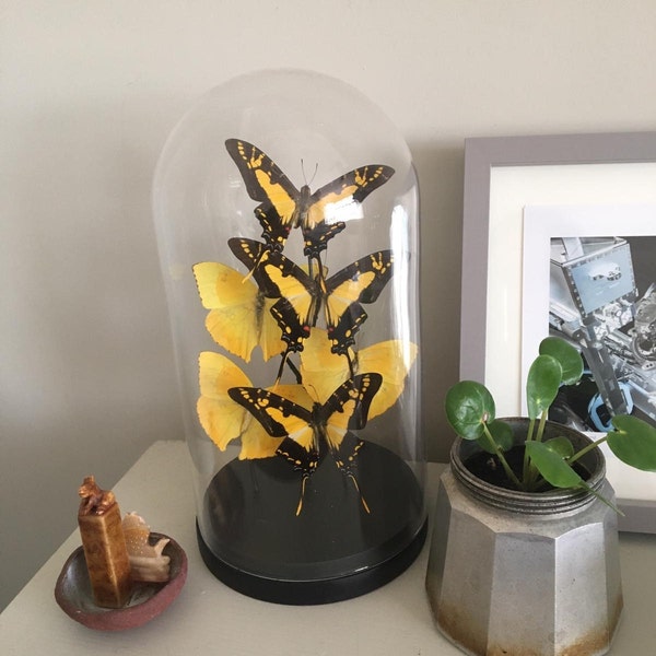 Victorian Antique Glass Dome With Real Blue Morpho Butterflies - Etsy