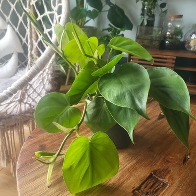 85 100cm Monstera Deliciosa Taurii XL Swiss Cheese Plant 27cm Pot House ...