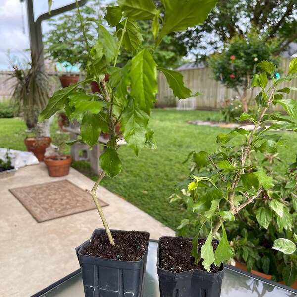 Hibiscus Weeping Albo Lacinatus Tropical Hibiscus Pint Plant - Etsy