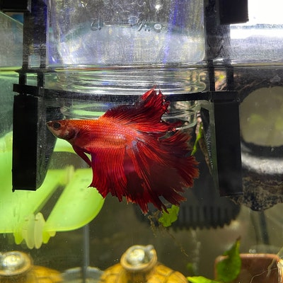 20 Gallon Long 3D Printed Aquarium Divider Betta Tank Divider - Etsy