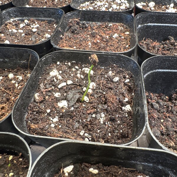 Golden Rain Tree Seeds - Goldenrain Koelreuteria Paniculata Seeds - 25 ...