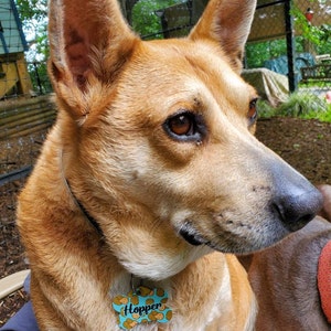 Pasta Dog Tag for Dog Spaghetti and Meatball Pet Tag | Etsy