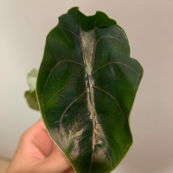 Kei Yoki African Violet Starter Plant ALL PLANTS Require You to ...