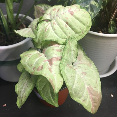 Syngonium Nephthytis Dazzle Color, 4 Plant - Etsy