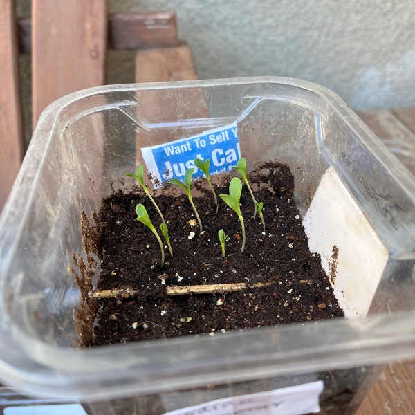 100+ Bachelors Button Classic Romantic Mix Seeds - Etsy