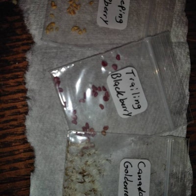 Salal Berry / Gaultheria Shallon 30 Seeds - Etsy