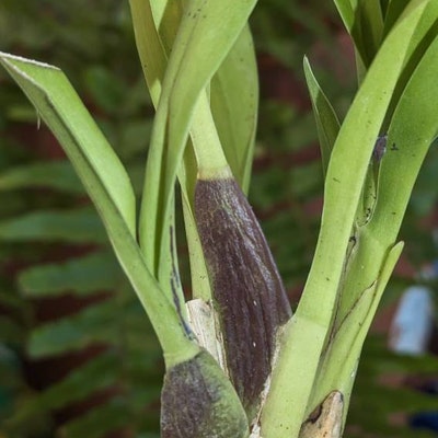 Dragon Fruit, Hylocereus 'edgar's Baby' Rooted Plant Shipped in 3 Pot ...