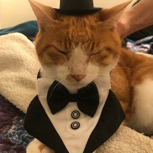 Mini-sized Graduation Cap Cat Hat for Your Cat FREE SHIPPING Add-on ...