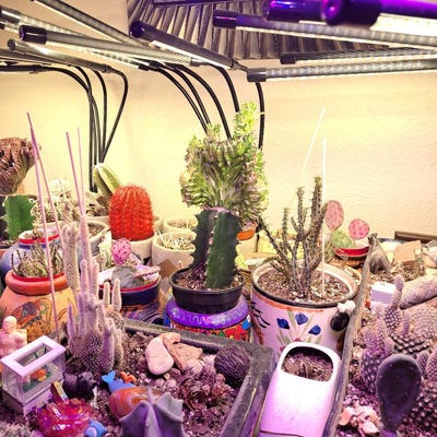 RARE Live String of Turtles Succulent Available in Multiple Sizes ...