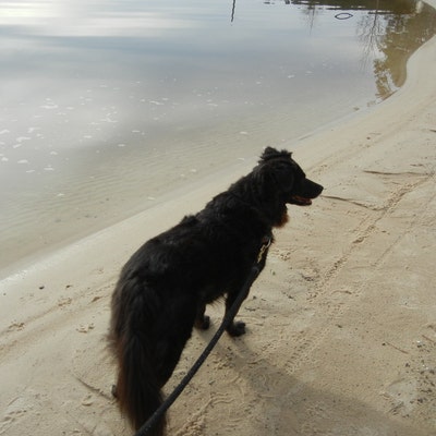 Black Lab HEAVEN'S LIGHT Limited Edition Reproduction Art Print by Todd ...