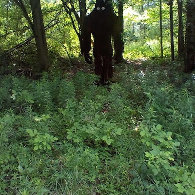 Life-size Sasquatch/bigfoot DXF Digital Download - Etsy