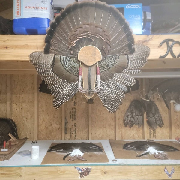 Classic Turkey Fan Mount - Etsy