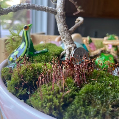 Fire Moss/ Ceratodon Purpureus Bonsai, Terrarium, Fairy Garden, Moss ...