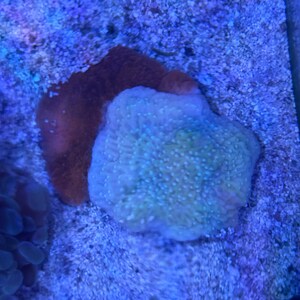 Green Tip Frogspawn - Etsy
