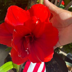 Caladium Buck 5 Tubers Tropical Look, Thrives in Heat and Humidity - Etsy