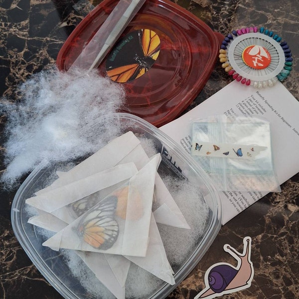 Butterfly Mounting Kit for Beginners, With Real Butterflies and Tools ...
