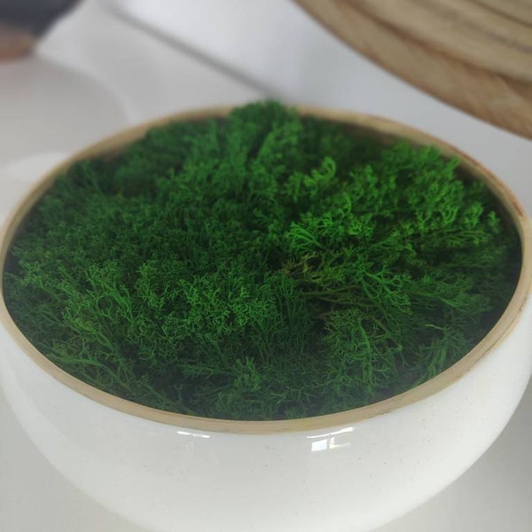 Illuminated Preserved Moss Wall Art With LED Lighting, Eco-friendly ...