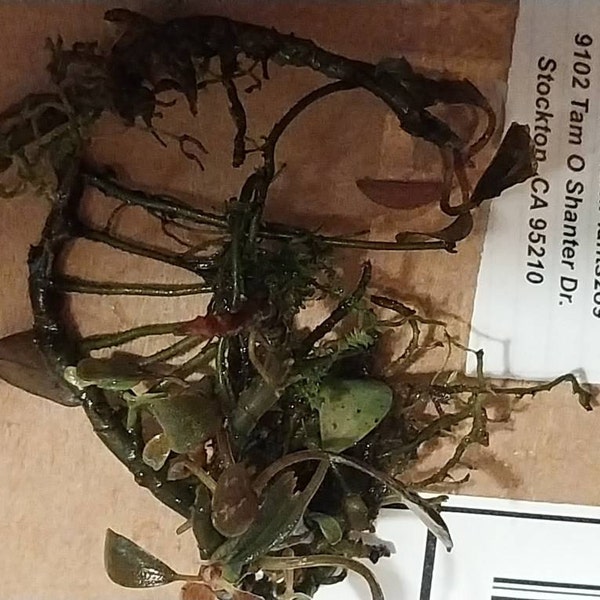 2 Bucephalandra Micro Plants! Live Aquarium Plants! Free S/h!! Live ...