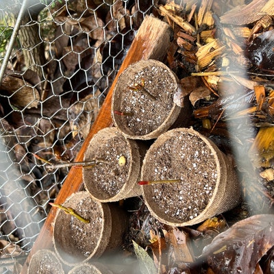 Viburnum Edule, Aka Squashberry, Mooseberry, Highbush Cranberry Four ...