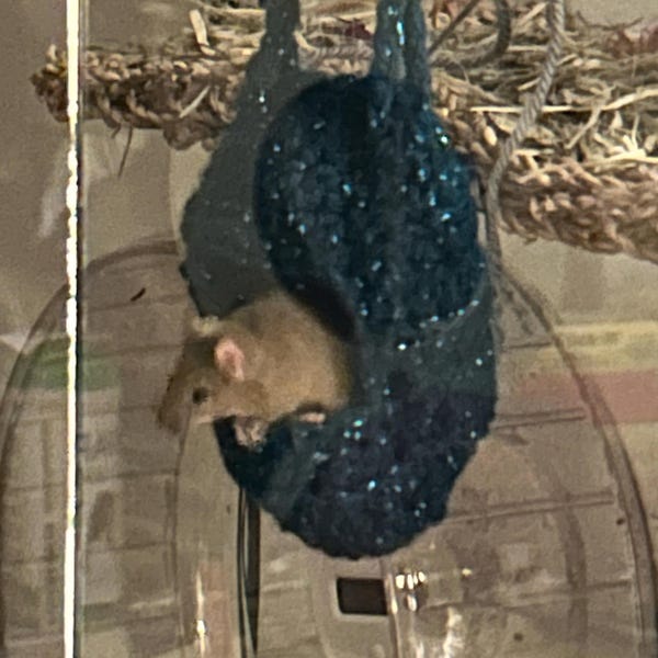 Bearded Dragon Candy Corn Costume Sweater, Halloween Lizard Sweater ...