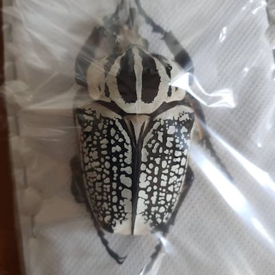One LARGE Male African Scarab Goliathus Orientalis Size 88/89mm A1 ...