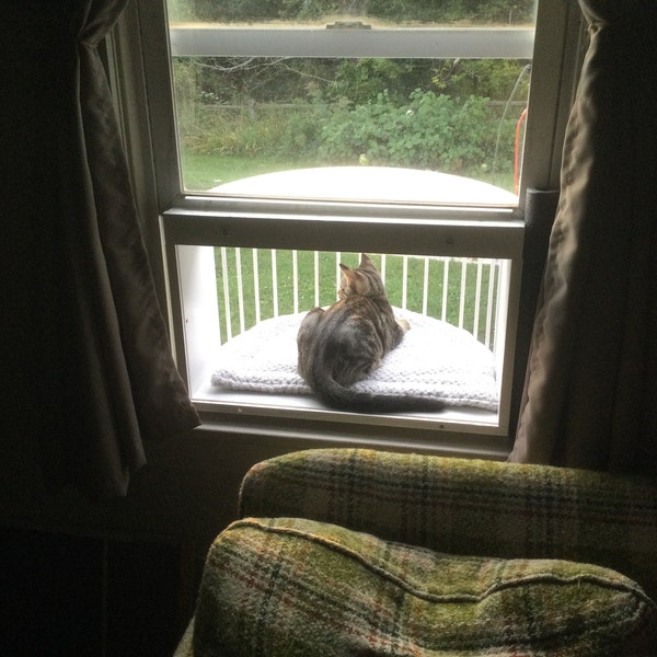 Cat Solarium Conservatory Package the Ultimate Cat Window Box. Cat ...