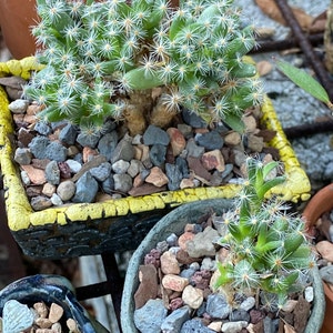 Ferdinand Agave King of the Agave Nickelsiae Agave Cactus - Etsy