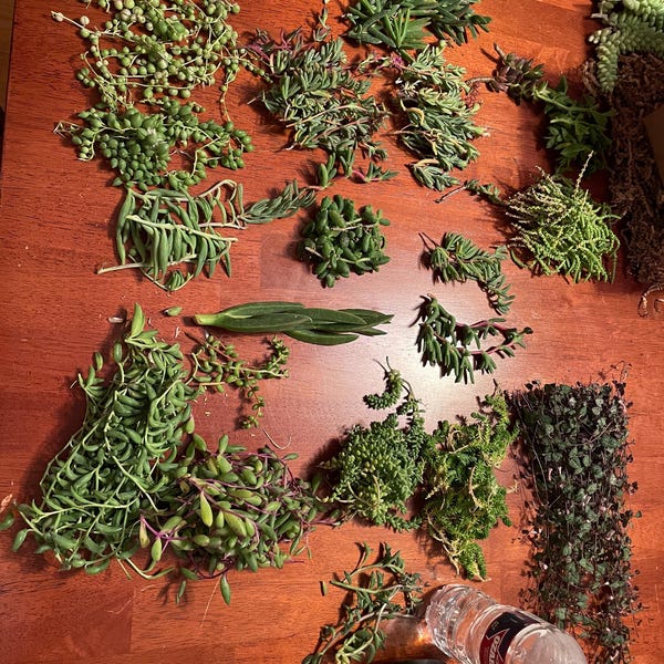 Ruschia Lineolata - Dwarf Carpet of Stars Live Plant Quad - Etsy