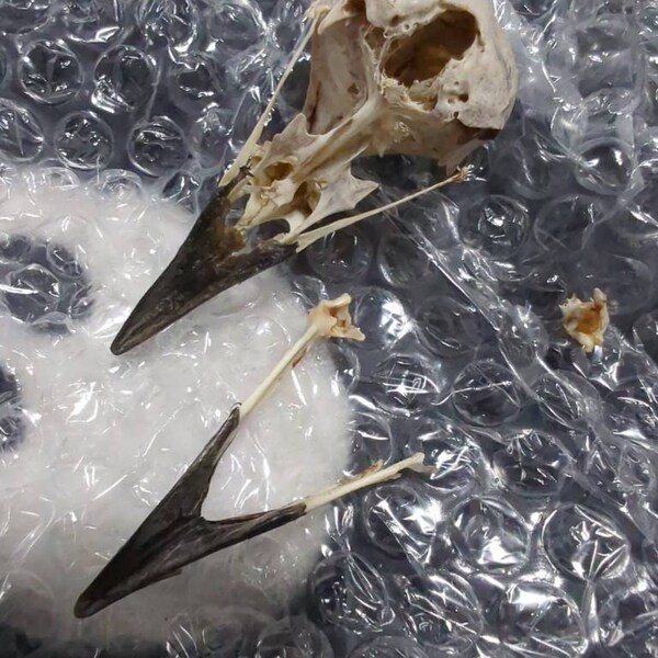 Crow Skull Real Natural Corvus Carone Raven Corvid Taxidermy Gothic ...