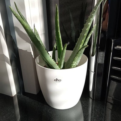 Happy Retirement Rose Bush Gift Wrapped Help A Colleague or - Etsy UK