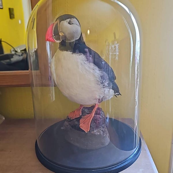 EMH Handmade Glass Display Cover Cloche Bell Dome With Knob Tall 14.5 ...