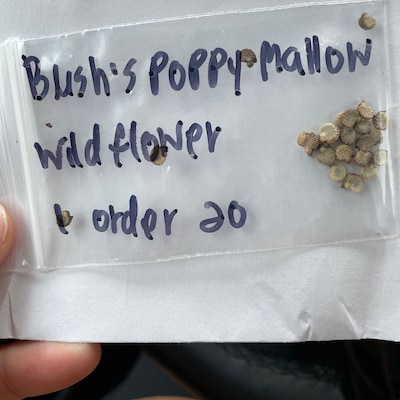 Perennial 50 Bush's Poppy Mallow Wildflower Seeds Zone 4-9 - Etsy
