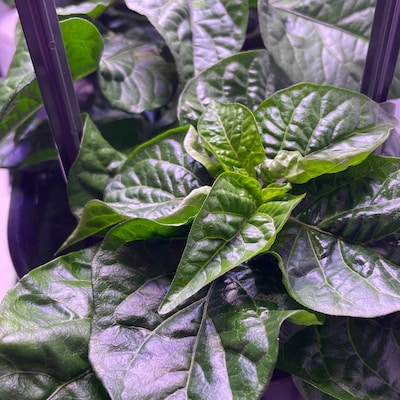 100 Gochu Pepper Seeds tapeppercom Gochugaru padded Envelope Shipping ...