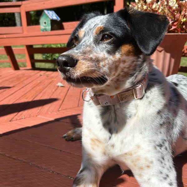 Orange and White Checkered Dog Collar, Martingale or Flat Collar, Dog ...