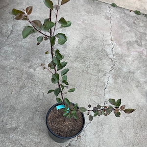 Mulberry contorted Mulberry - Etsy