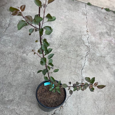 Mulberry contorted Mulberry - Etsy