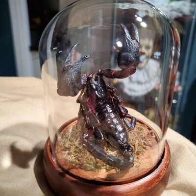Scorpion in a Small Dome Wall Decor Real Taxidermy Wall Art Home ...