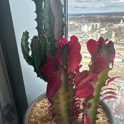 Euphorbia Trigona CV. Royal Red Rubra Cactus Rare Succulent Live Cacti ...