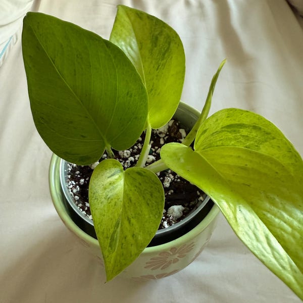 Epipremnum Aureum Teruno Robin - Rare Japanese Pothos - Terunoworld ...