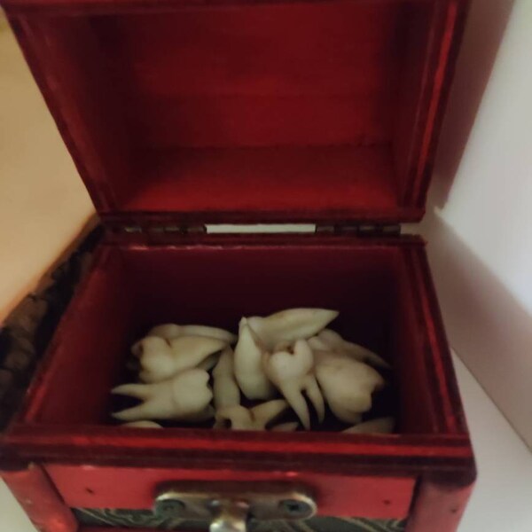 Aged Human Teeth in a Box - Curiosities - Weird Creepy Stuff - Etsy