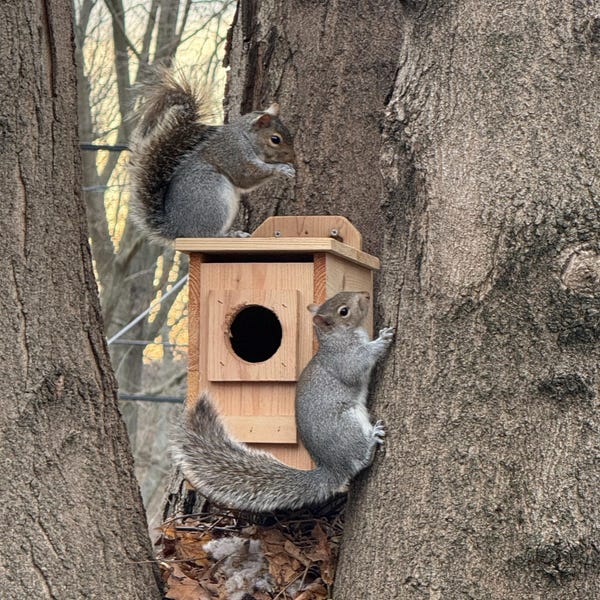Large Squirrel House, Squirrel House, Cedar Squirrel House, Squirrel ...