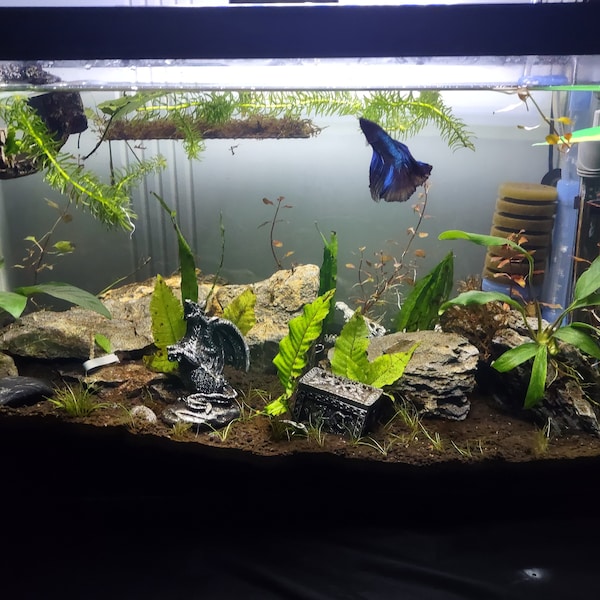 Narrow Leaf Anacharis, Egeria Najas, Live Aquarium/aquatic/background ...