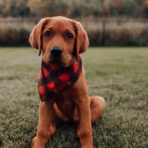 Pomsky or Select Different Breed Outline 1 1/4 - Etsy