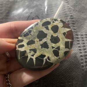 7-10 Hanging Light Puffer Fish Real Blowfish Lamp - Etsy